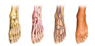 InStep Foot Health